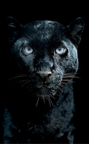 Neues Markendesign für die MERCK Xirallic NXT Premium Pigmente